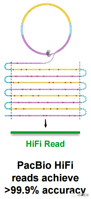 PacBio HiFi 测序动植物基因组项目真实案例测评 - 知乎