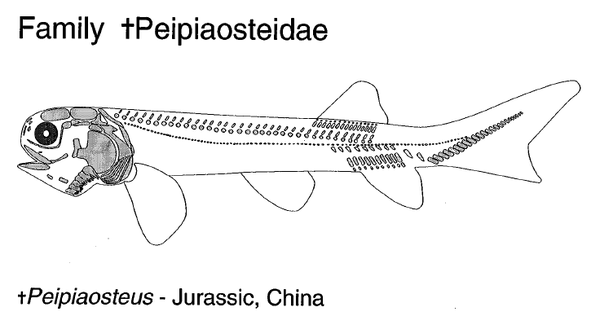 【地球演义】锦鳞记1：鱼龙潜跃水成文 - 知乎
