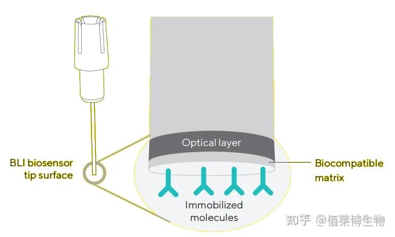 一文读懂利用生物膜干涉技术（BLI）进行竞争性结合实验 - 知乎