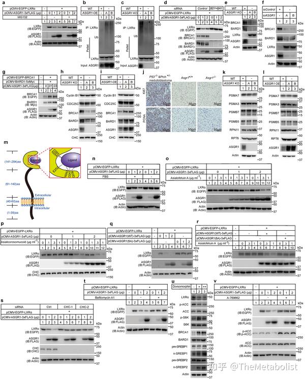 代谢学人--Nature: 驱逐胆固醇，Asgr1有奇效！ - 知乎