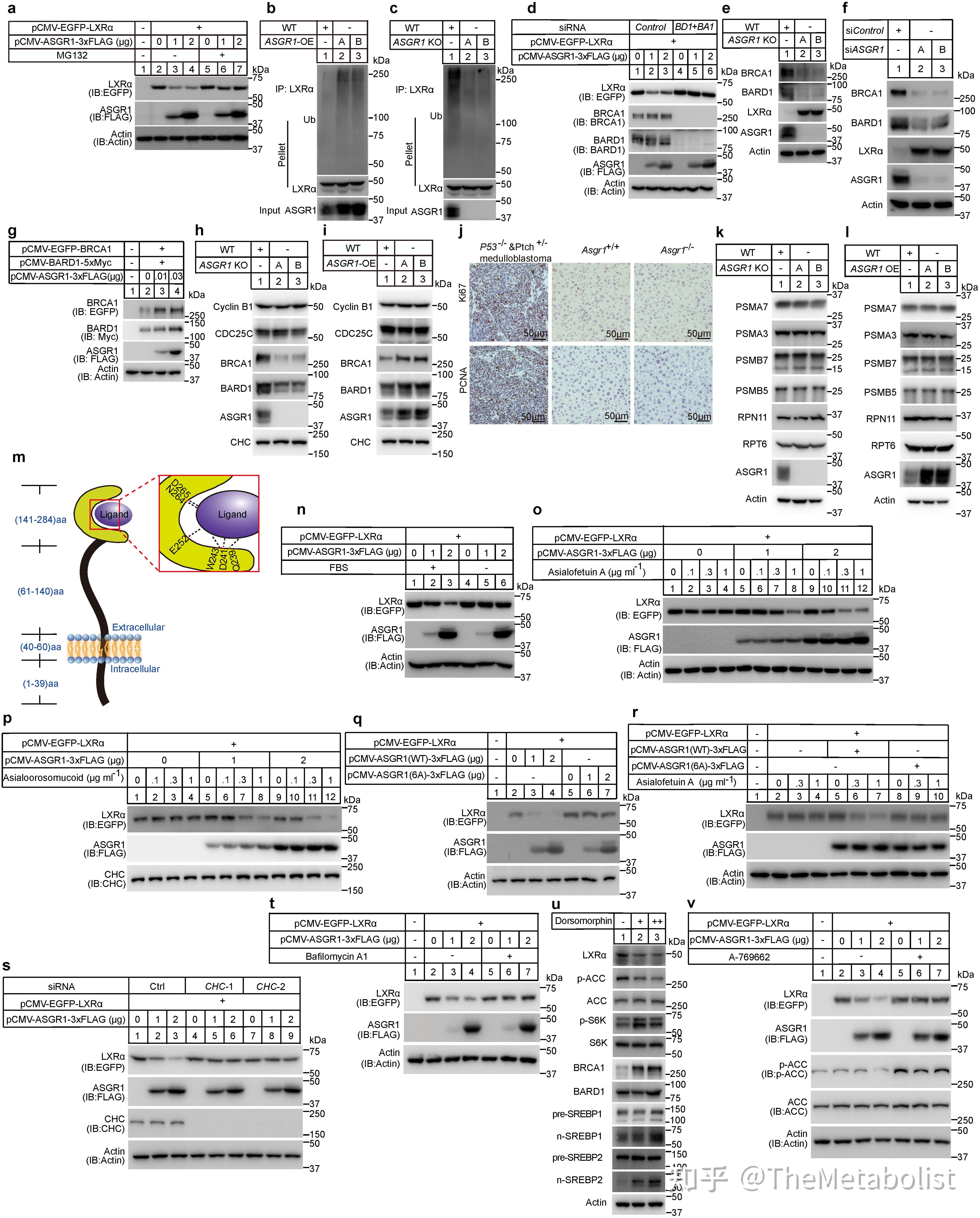代谢学人--Nature: 驱逐胆固醇，Asgr1有奇效！ - 知乎