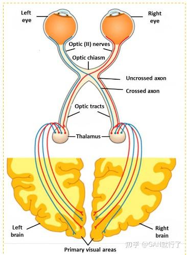 数字图像处理 (2) 图像的显示和人类视觉系统 - 知乎