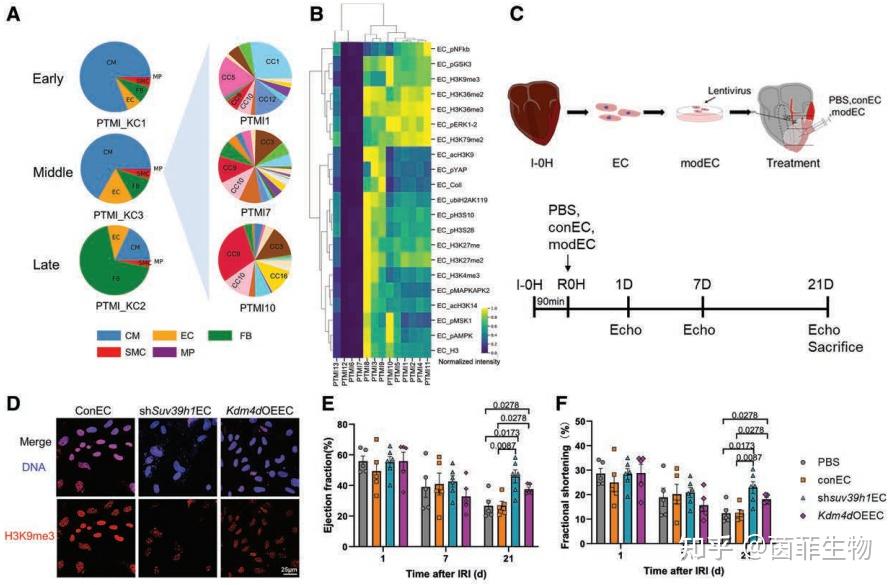 Circ Res | IMC绘制小鼠心肌缺血再灌注损伤的单细胞蛋白修饰时空图谱 - 知乎