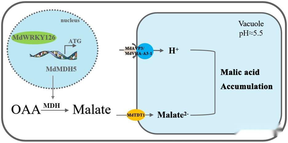 【Plant Physiol】MdWRKY126通过调节苹果酸脱氢酶（MdMDH5）调节苹果果实中苹果酸的积累 - 知乎