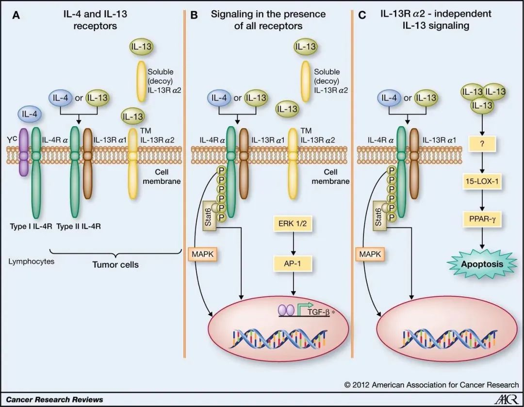 全面解析！哮喘和特应性皮炎的强势靶点IL-4R - 知乎