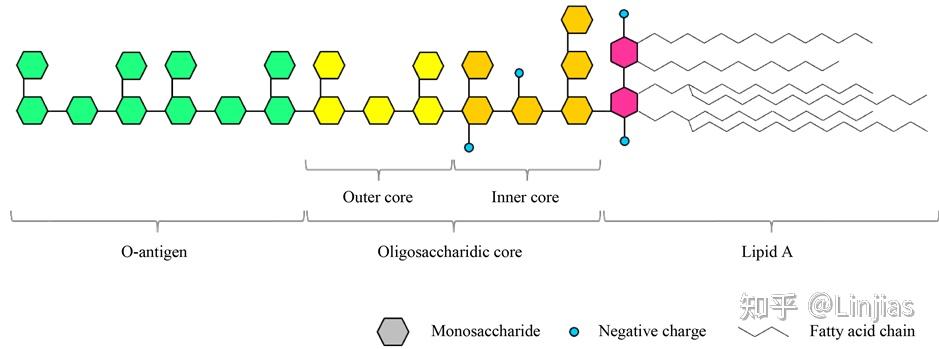 揭开细菌的伪装：脂多糖(LPS) 如何影响我们的健康 - 知乎