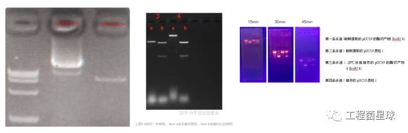 【耀文解读】一文读懂|质粒多聚体Plasmid Multimers的形成机制、检测方法及降低策略 - 知乎