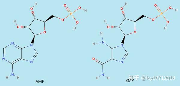 AMPK信号通路（二） - 知乎