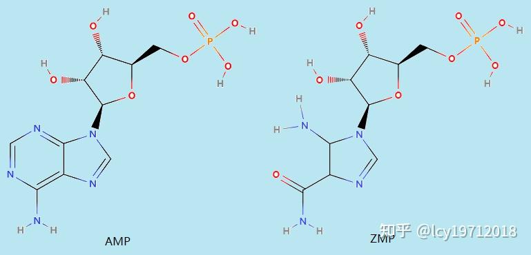 AMPK信号通路（二） - 知乎