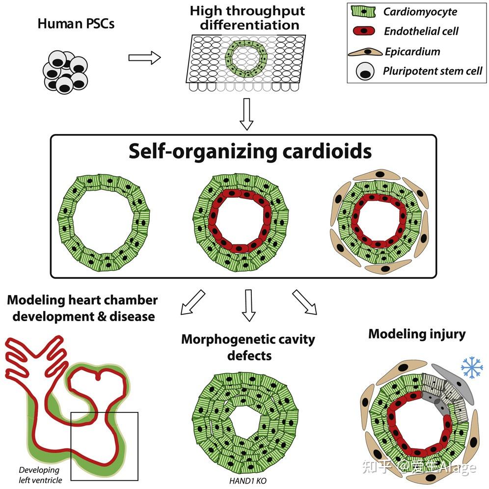 《Cell》重磅！全球首个人体心脏类器官诞生！ - 知乎