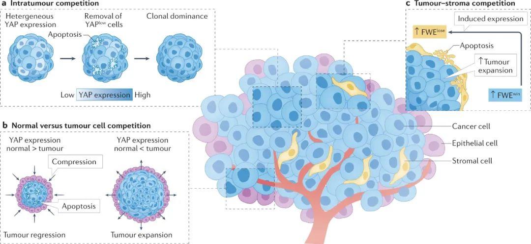 Nat Rev | 细胞竞争机制为癌症治疗提供线索 - 知乎
