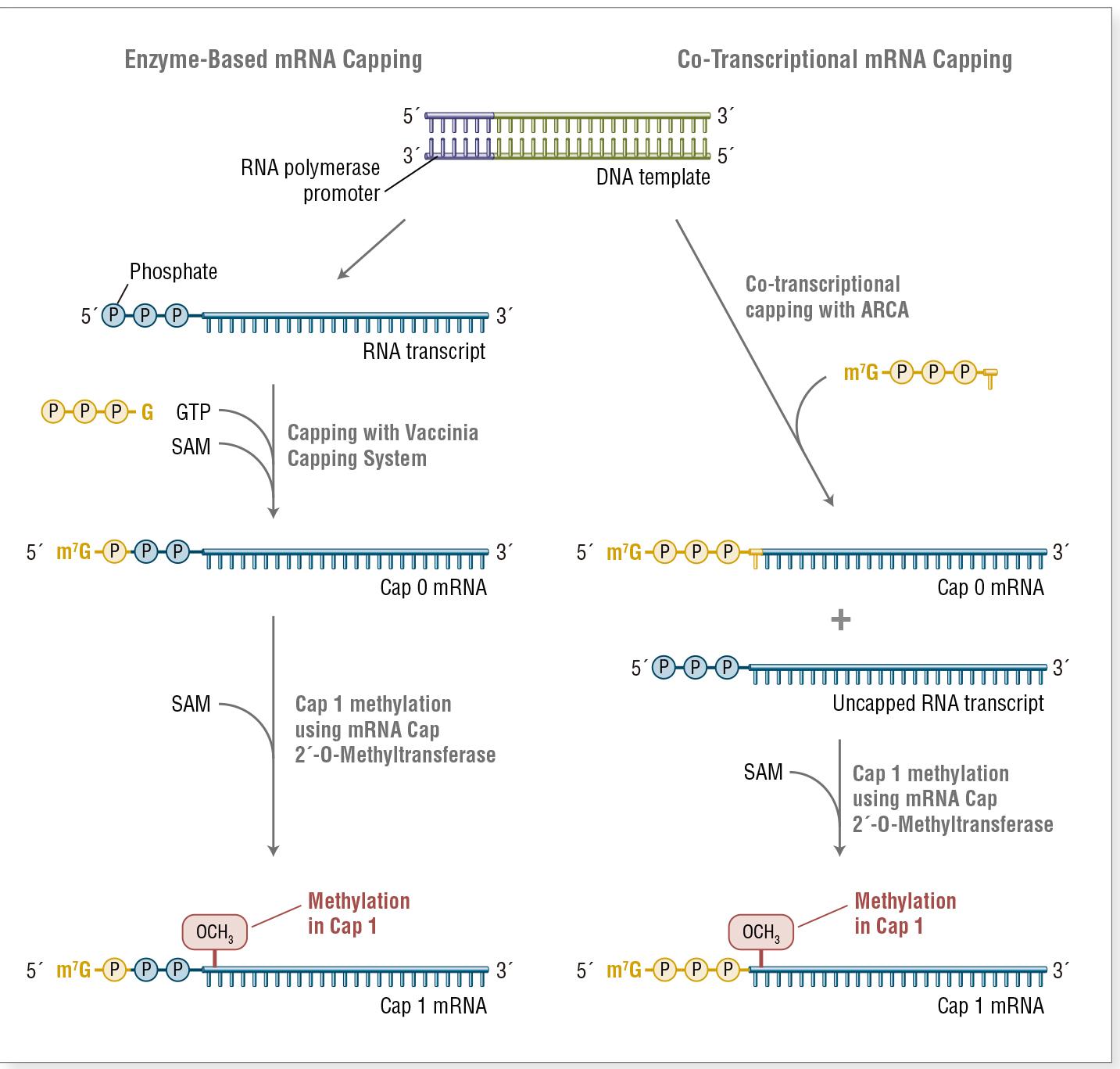 RNA 合成专题（四）：mRNA 加帽加尾 - 知乎