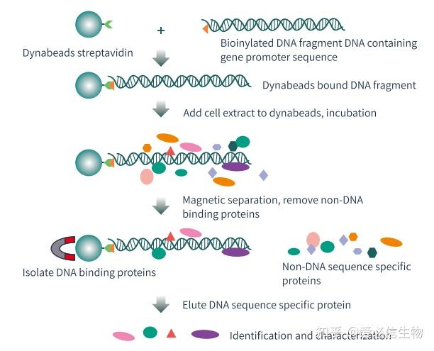CoIP/Pull down傻傻分不清楚？ - 知乎