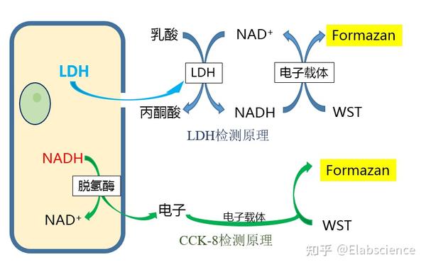 细胞毒性测试 | LDH法与CCK-8法比较 - 知乎