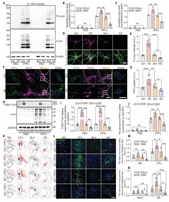 神经元FAM171A2介导α-突触核蛋白纤维摄取并驱动帕金森病 - 知乎