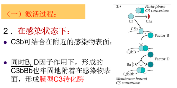 免疫学整理--细胞因子&补体系统 - 知乎