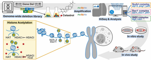Pharmacol Res︱于海杰/马丽娟课题组发现雷公藤红素抗癌作用新机制 - 知乎