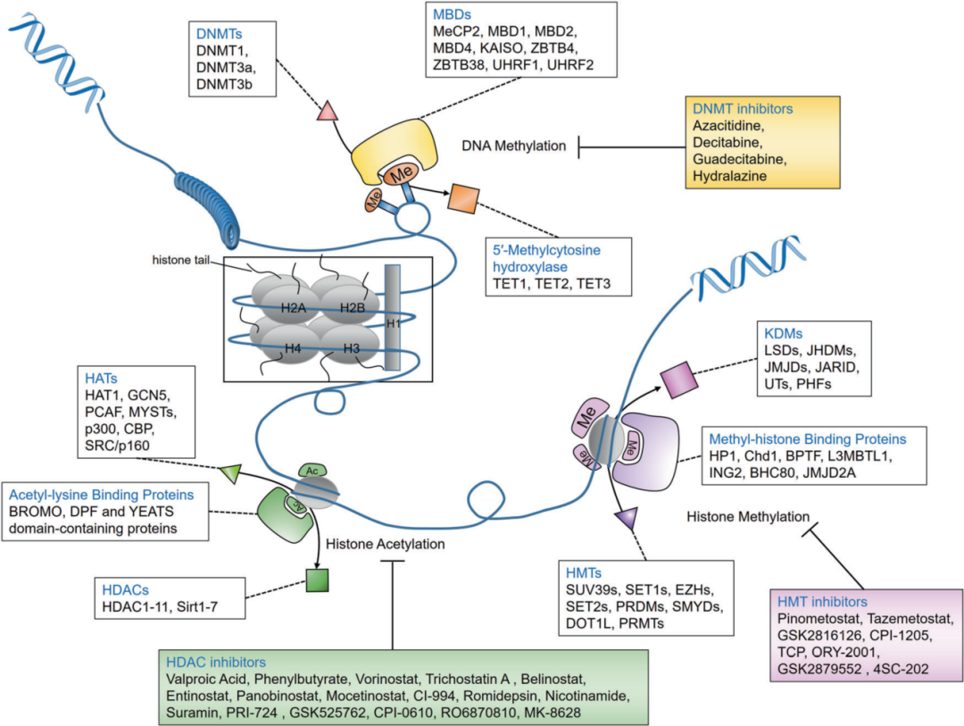 HTRF/Alpha助力表观遗传药物的高通量筛选-上海玮驰仪器有限公司