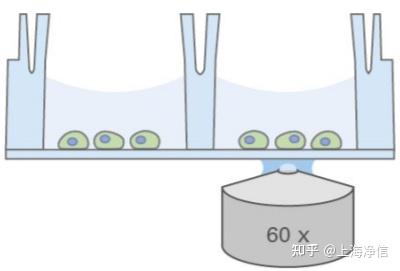 免疫荧光(IF)染色|如何使用ibidi 8孔高壁载玻片进行实验，拍出令人惊叹的图像 - 知乎