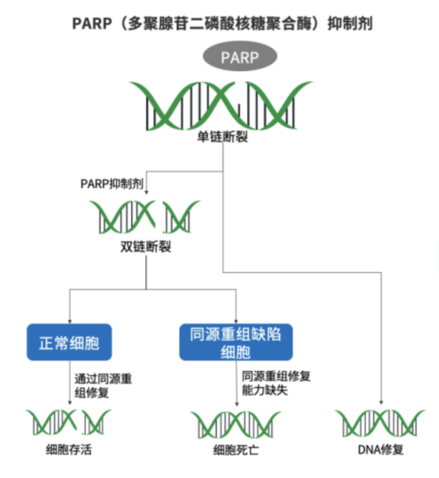 深度揭秘“抗癌神药” PARP抑制剂肿瘤靶向药治疗机制 - 知乎