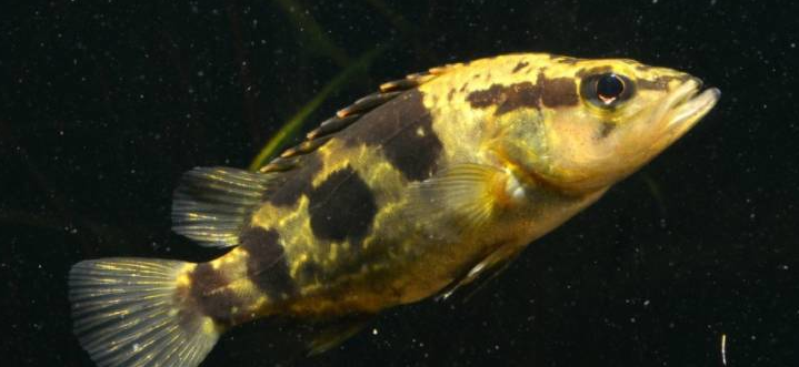 原生鱖(guì)鱼科普，这一次是真的香！ - 知乎