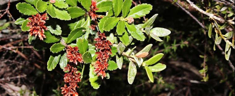 有哪些僅含有單一已描述物種的屬以上分類單元? - GetIt01