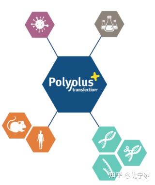 热烈祝贺优宁维&Polyplus-transfection强强联合 - 知乎
