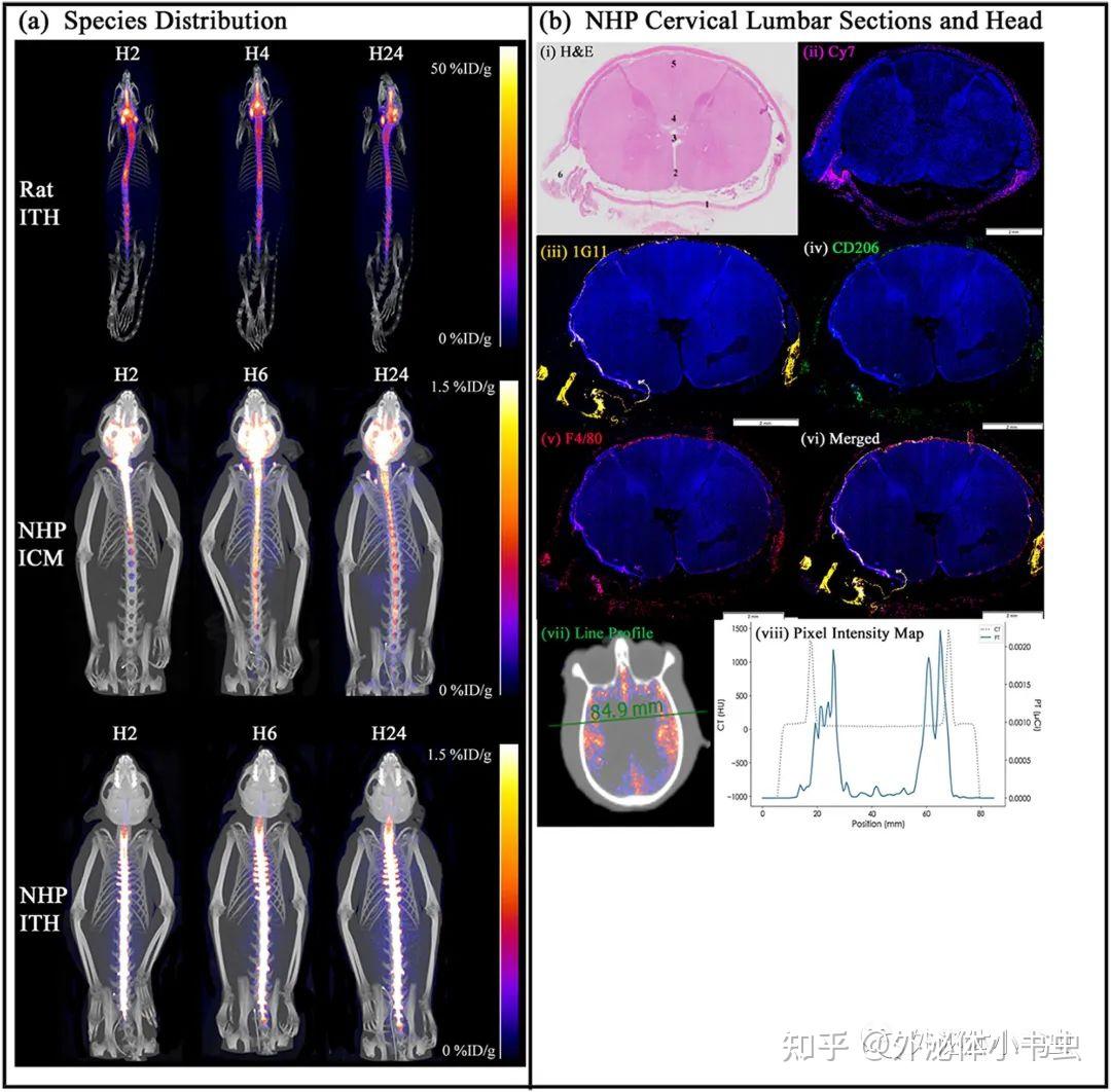 文献分享【Nucl. Med. Biol.】外泌体的不同给药方式在动物体内组织分布 - 知乎
