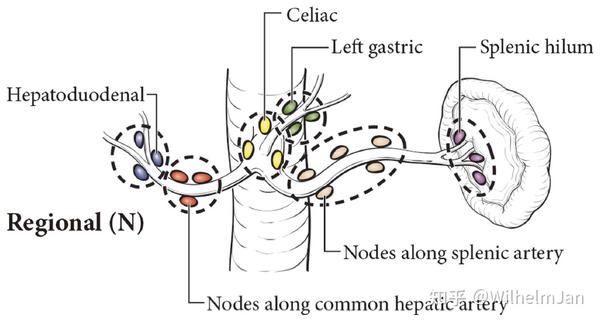 AJCC与JGCA对胃癌区域淋巴结定义的差异 - 知乎