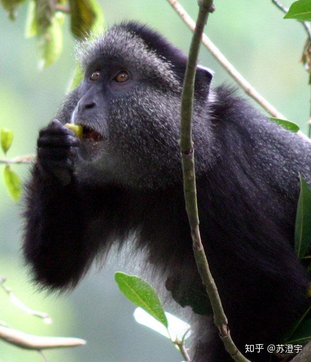 猴子为什么喜欢吃香蕉？ - 知乎