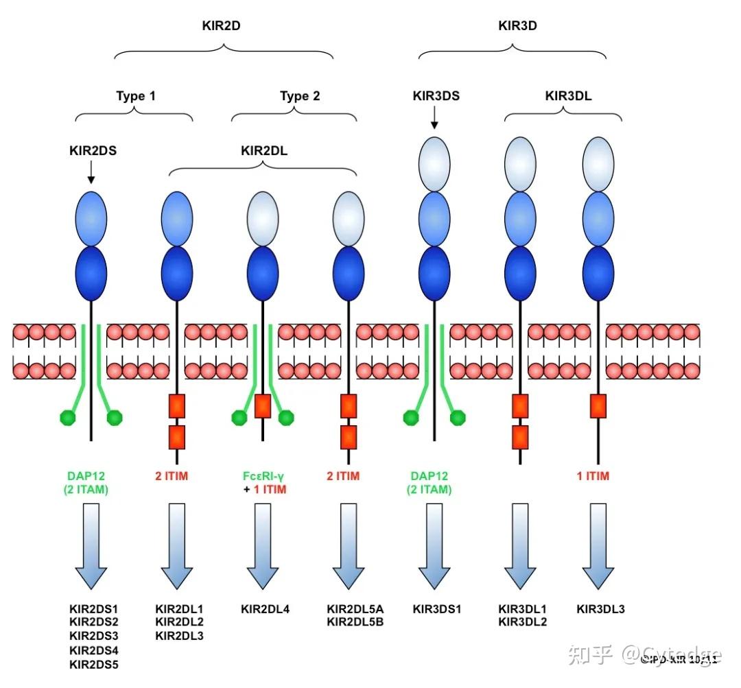 NK细胞的HLA和KIR的配型-上篇 - 知乎