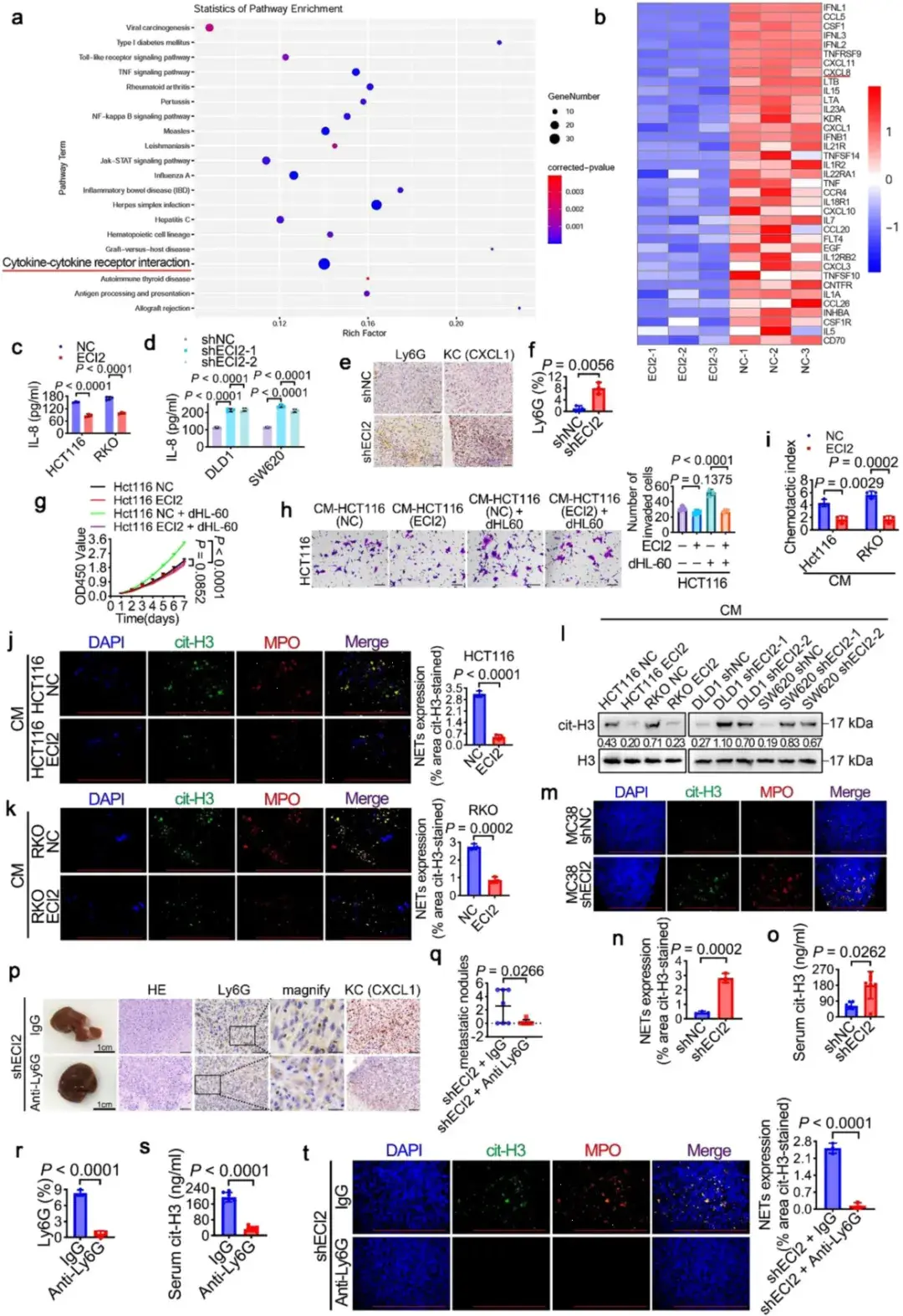 Nature子刊｜ 南方医科大学李学农团队揭示ECI2抑制结直肠癌的机制 - 知乎