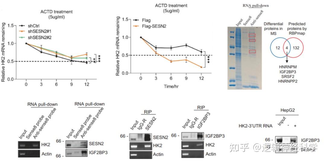 Cell Death Discovery︱中国科大刘连新团队发现在葡萄糖饥饿条件下Sestrin2蛋白通过降低HK2 mRNA稳定性而抑制糖酵 ...