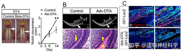 Nat Commun︱南加州大学柴洋课题组揭示感受神经通过FGF/mTOR/autophagy信号轴调控间充质干细胞稳态 - 知乎