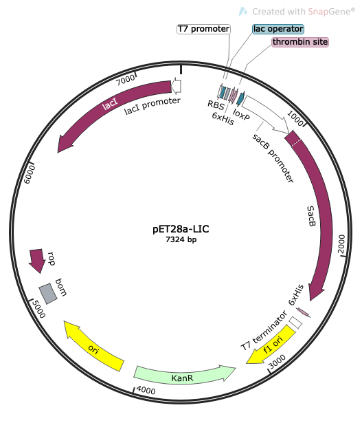 分子克隆——启动子 - 知乎