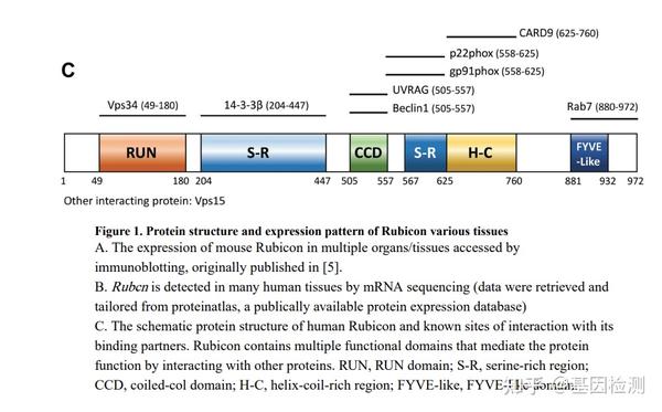 RUBCN基因总结 - 知乎