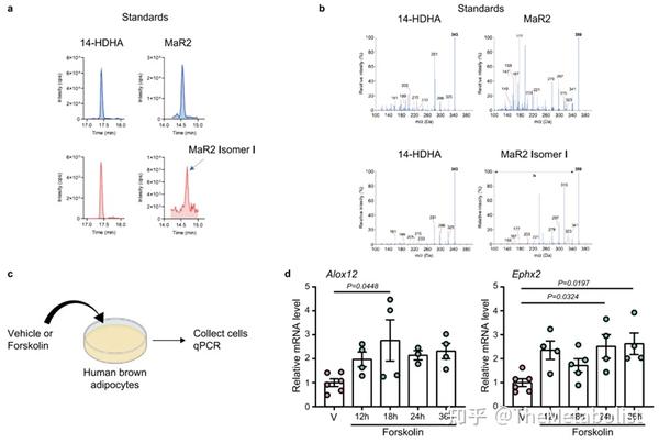 代谢学人--Nature Metabolism：寒冷抗炎新机制 - 知乎