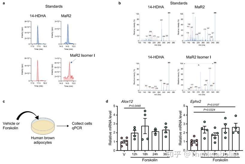 代谢学人--Nature Metabolism：寒冷抗炎新机制 - 知乎