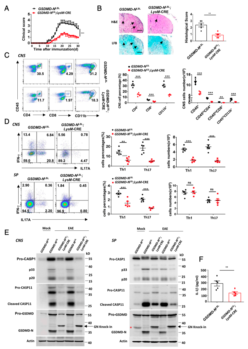PNAS丨GSDMD对caspase-1/11的负反馈作用 - 知乎