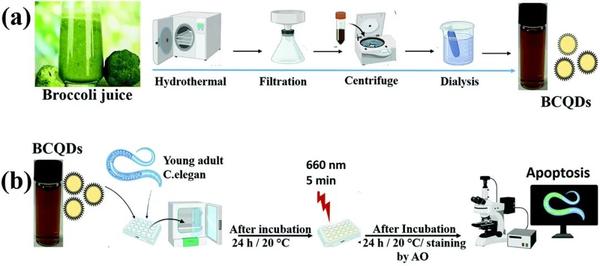 Biomater Sci:西兰花衍生碳量子点的PDT效应在突变秀丽隐杆线虫模型中得到证实 - 知乎