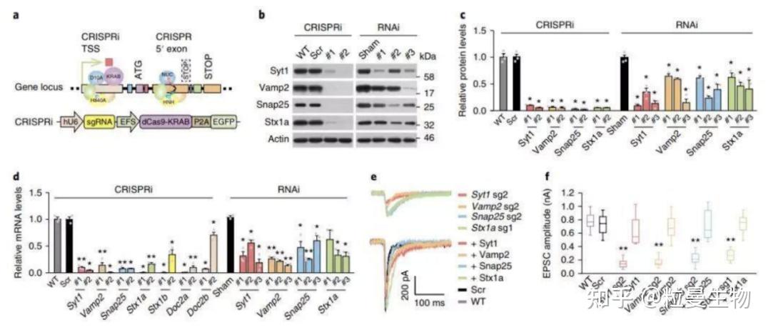 技术专题 | CRISPRi干扰技术：基因调控新工具【收藏】 - 知乎