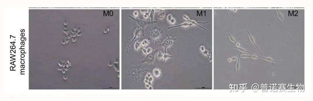细胞学堂 | RAW 264.7诱导极化及鉴定大全 - 知乎