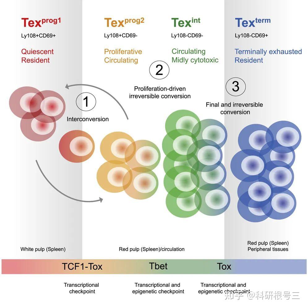 免疫新宠之T细胞耗竭 | 耗竭详细过程细分以及耗竭体内外模型 - 知乎