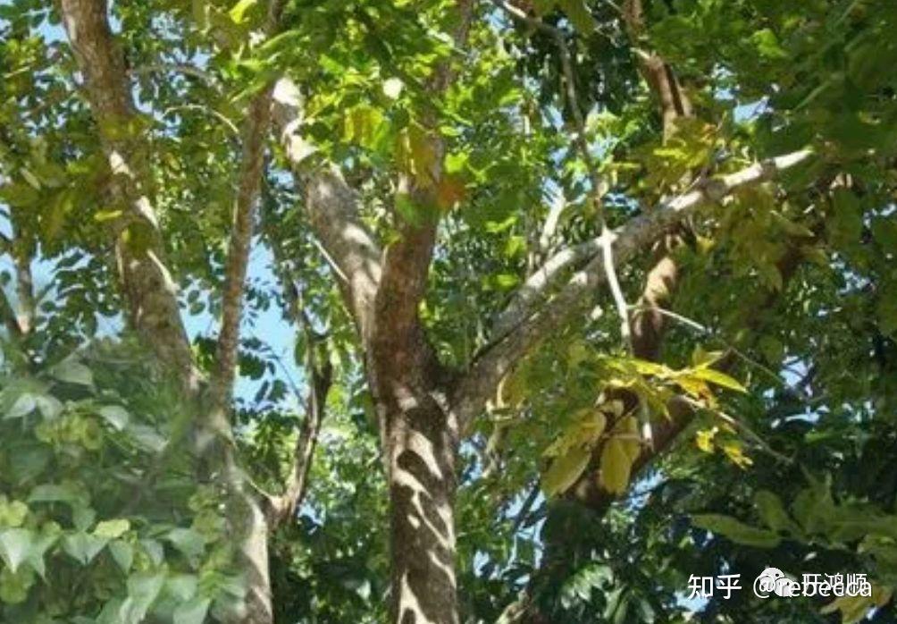 中华豪门—檀木｜千载珍稀，木中贵族 - 知乎
