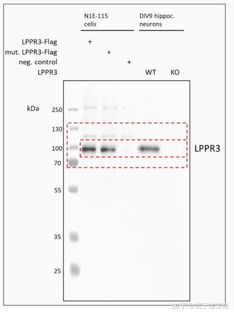 【小优细节君】如何完美展示你的WB结果图？ - 知乎