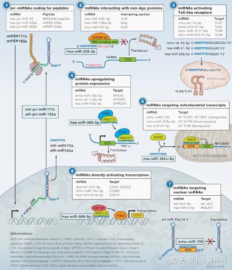 NamiRNA是什么鬼？来看看新热点解析 - 知乎