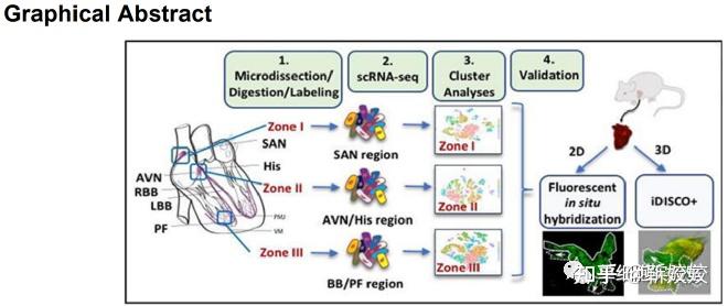 单细胞文章专列--心脏与心血管 - 知乎
