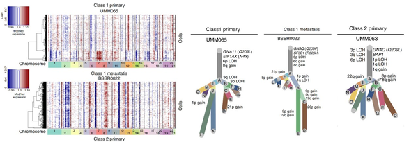玩转单细胞高级分析|单细胞inferCNV分析篇 - 知乎