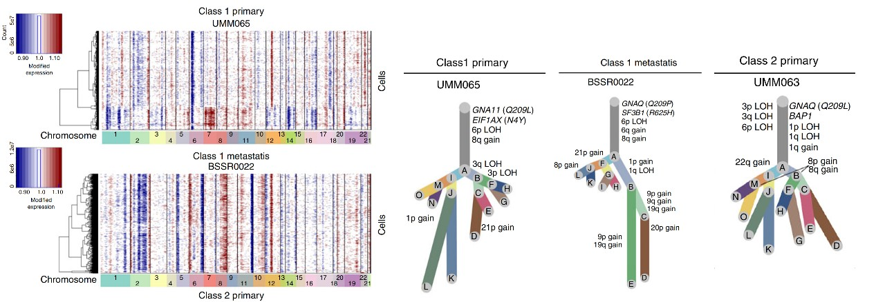 玩转单细胞高级分析|单细胞inferCNV分析篇 - 知乎