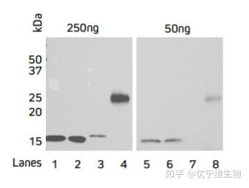 His标签抗体在WB和ELISA中的应用 - 知乎